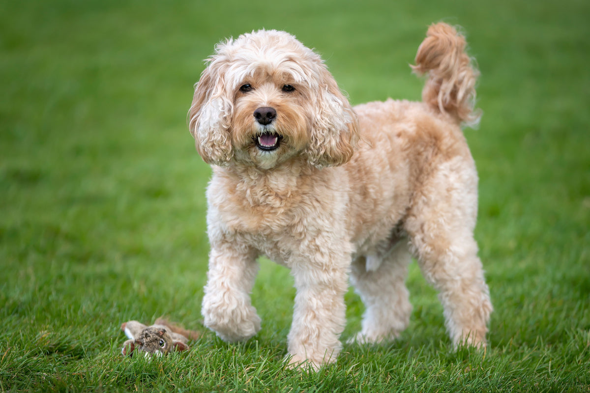 How to Train a Cavoodle: Behaviour Tips Backed by Experts – Vets Love Pets