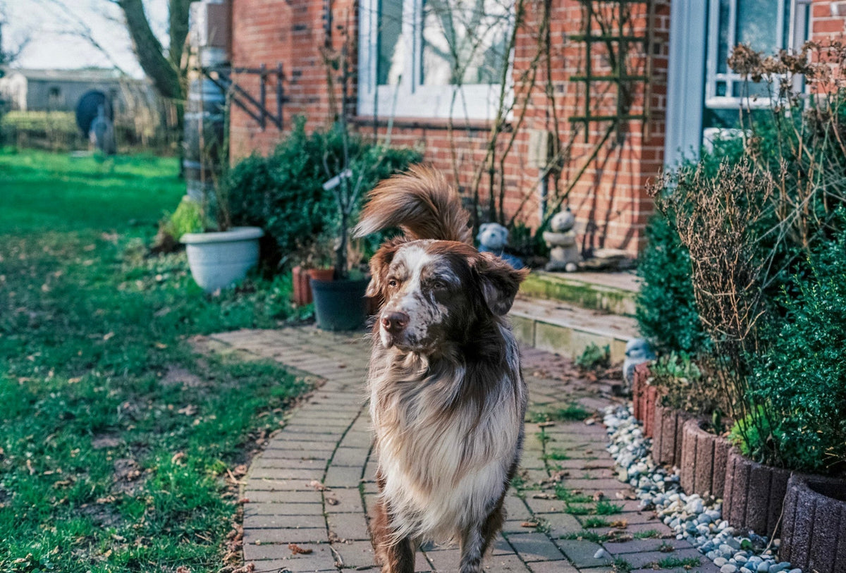 Grapiprant for Dogs: Medication & Safety Guide – Vets Love Pets