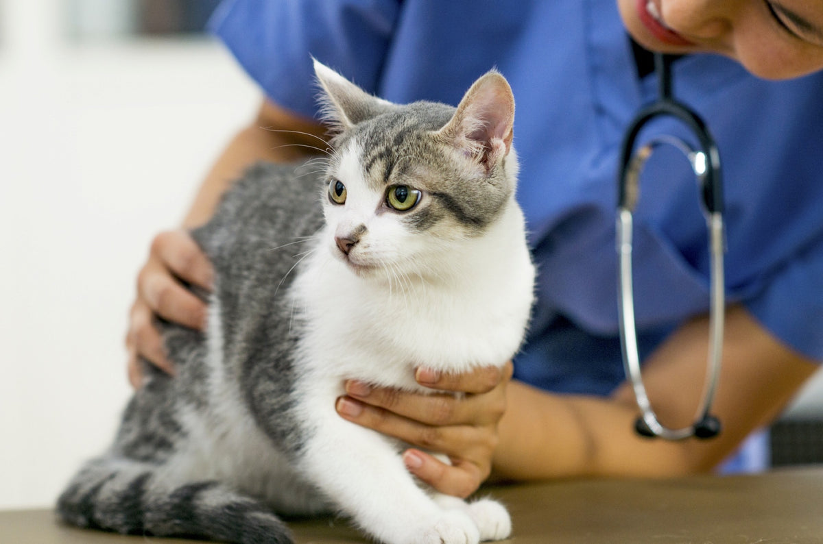 Understanding & Managing Liver Disease in Cats | Vets Love Pets