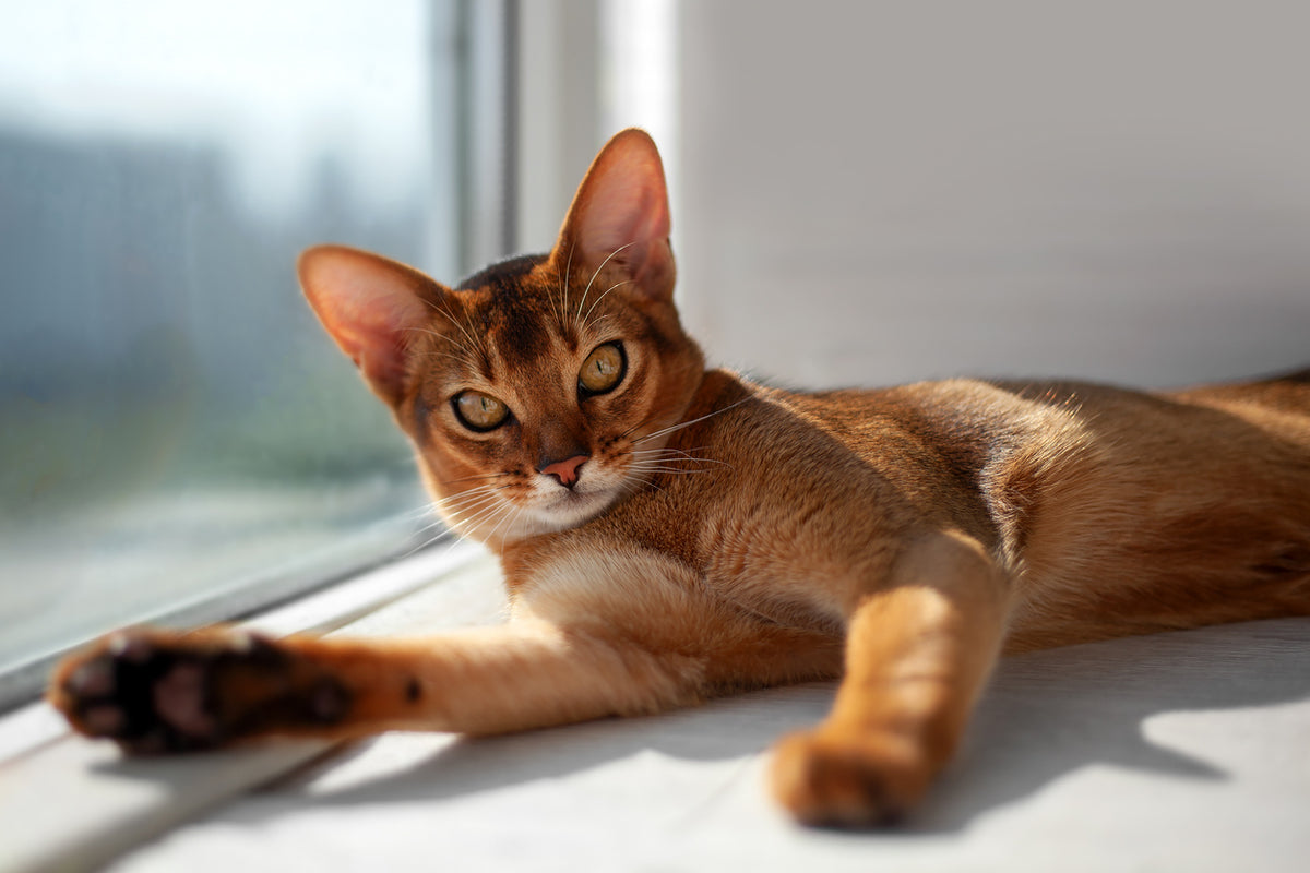 The Vet’s Guide to Abyssinians: Facts, Care, and Training Tips | Vets ...