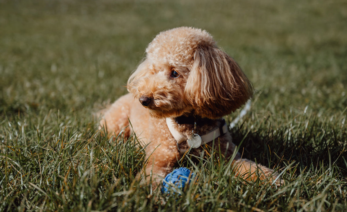 The Vet’s Guide to Toy Poodle Health Issues and Management – Vets Love Pets