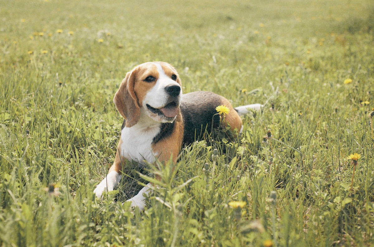 Best Dog Parasite Treatments & Preventatives: Vet-Recommended Picks (2 ...