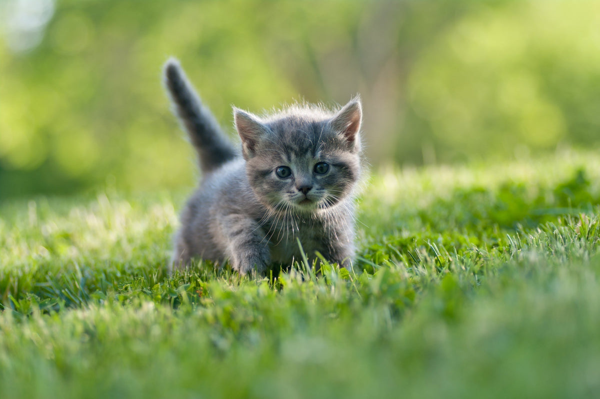 Kitten Essentials Checklist: Vet-Approved Must-Haves for Your Home ...