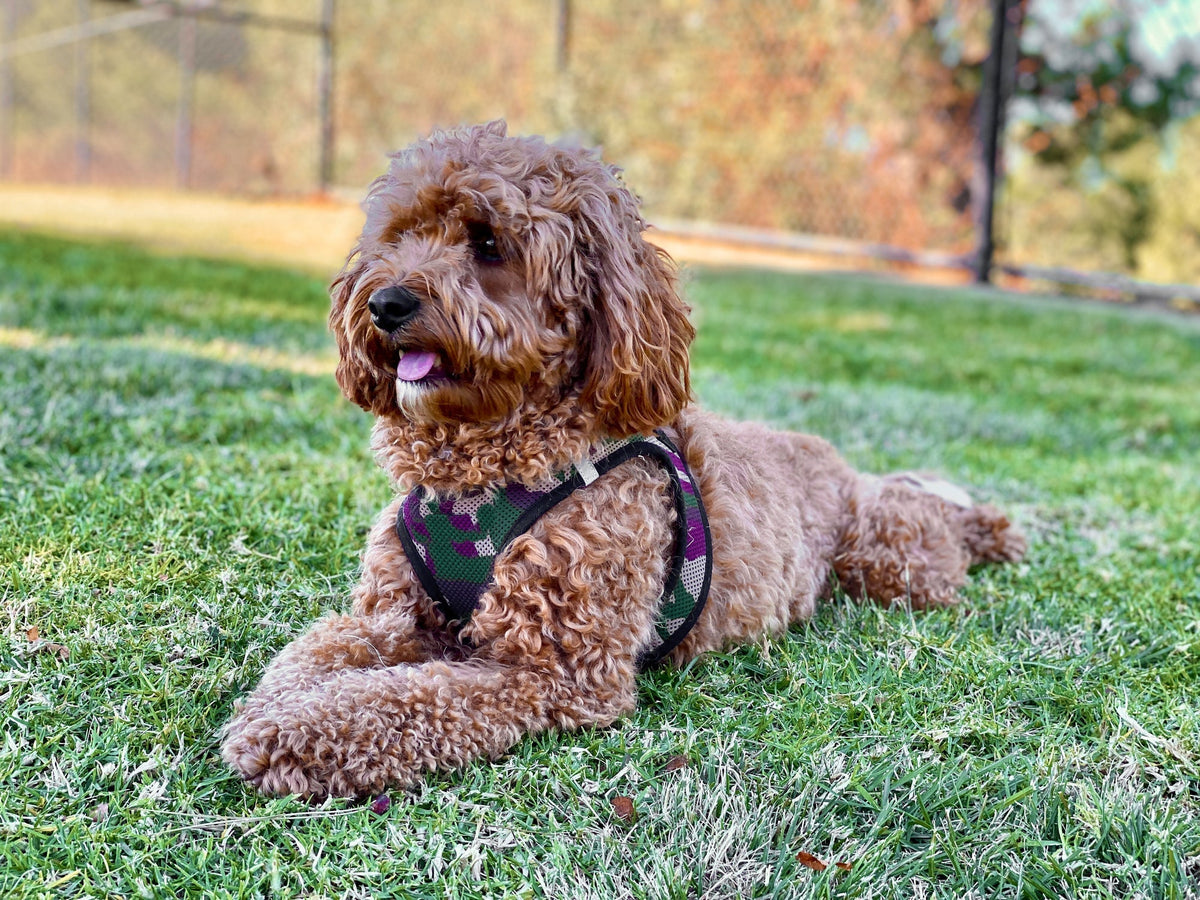 How to Train a Spoodle: Behaviour Tips Backed by Experts – Vets Love Pets
