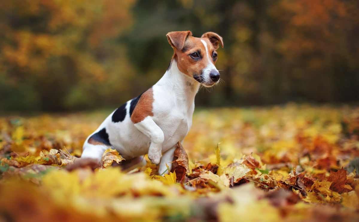 Vet-approved Jack Russell Terrier Feeding Guide and Nutrition Tips ...