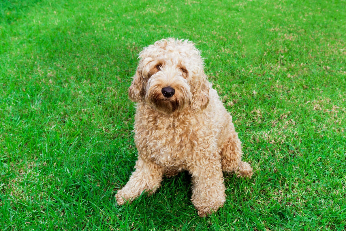 The Vet's Guide to Labradoodle Health Issues and Management – Vets Love ...