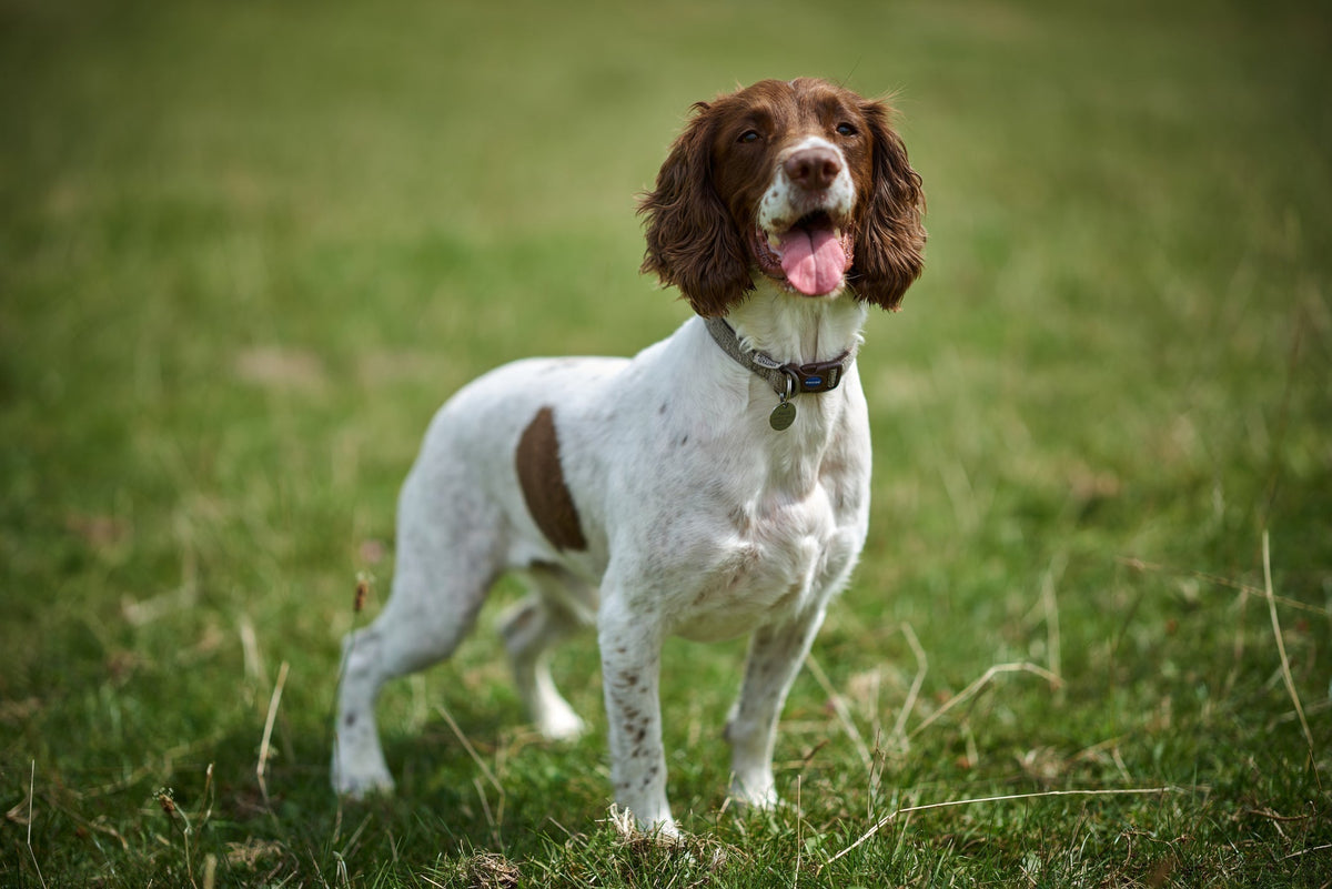 The Vet’s Guide to Springer Spaniels: Facts, Care, and Training Tips ...