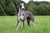 The Vet’s Guide to Whippets: Facts, Care, and Training Tips – Vets Love ...