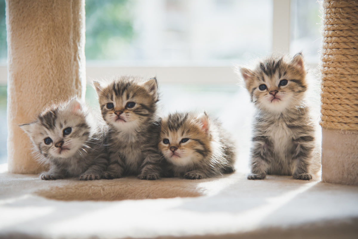 The Vet’s Kitten Guide: Facts, Care, and Training Tips | Vets Love Pets