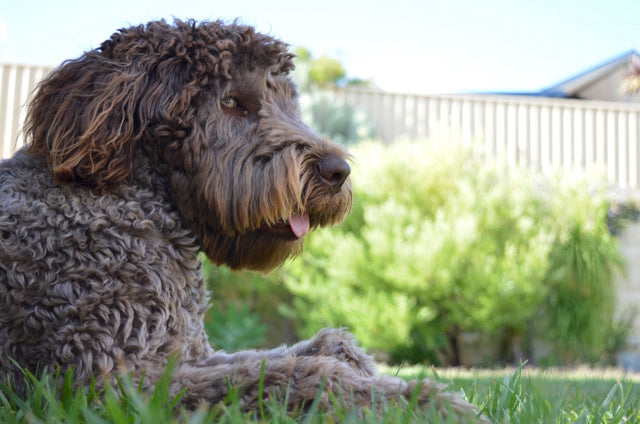 The Vet’s Guide to Oodles: Breeds, Training & Tips | Vets Love Pets