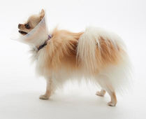 Kruuse Buster E-Collar for Brachycephalic Dogs – Vets Love Pets